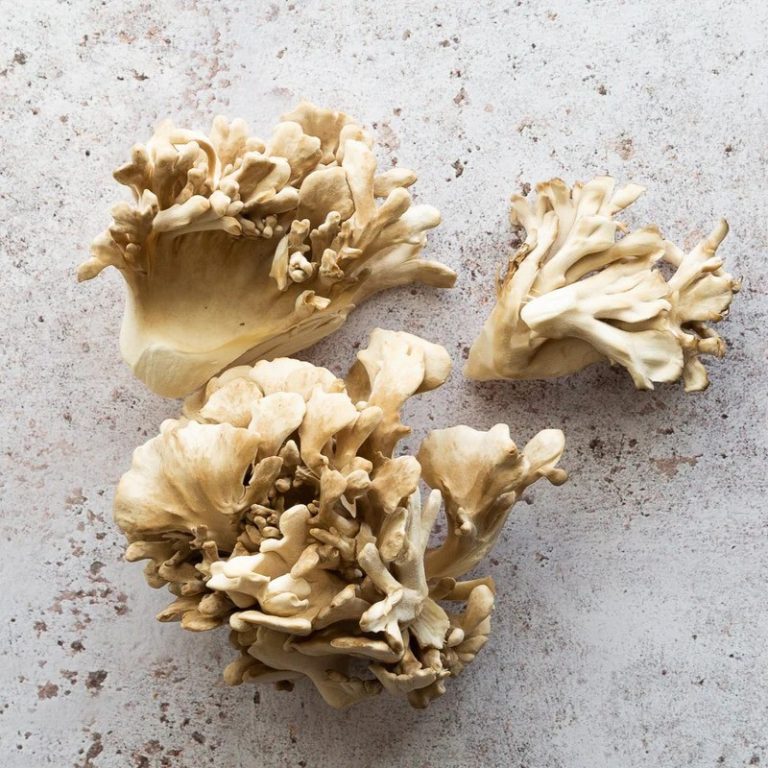 Maitake Mushrooms Capsules – Brightside Apothecary